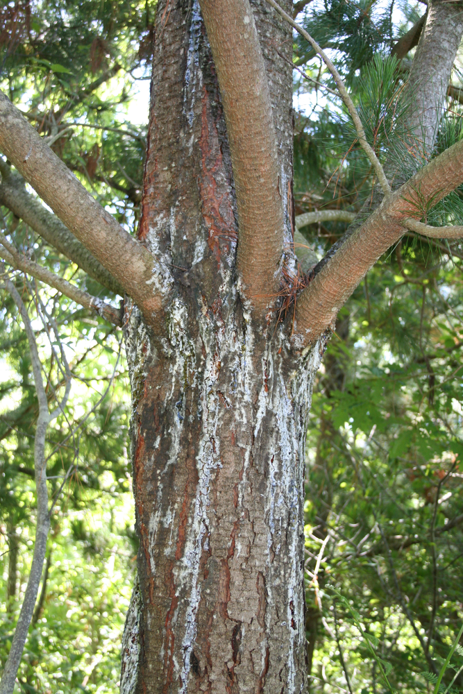 HOMED - Highly efficient diagnostic tool rapidly recognises tree pathogen